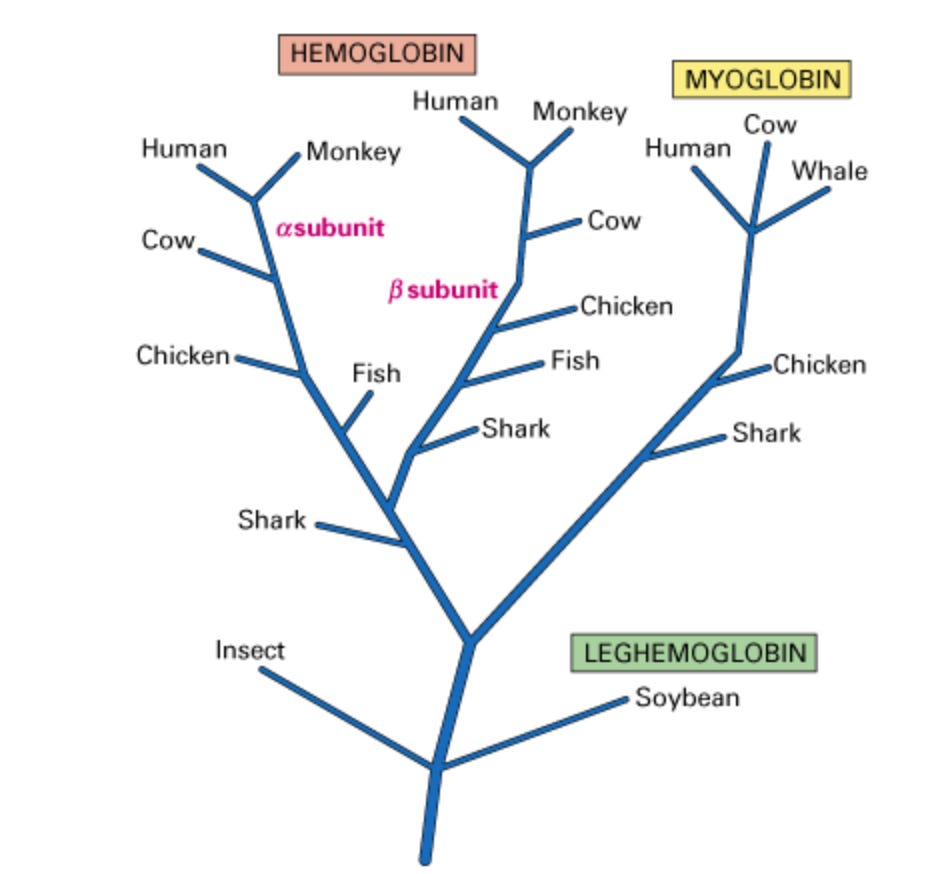 The Power of Bioinformatics Algorithms: Unraveling Evolutionary Relationships with Phylogenetic ...
